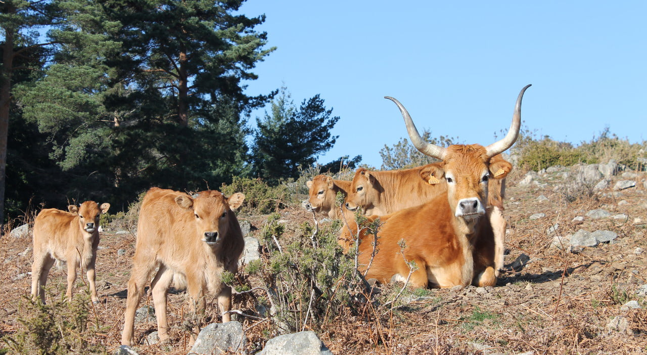 Carne de vaca de raça Cachena conquista dois prémios em 2019